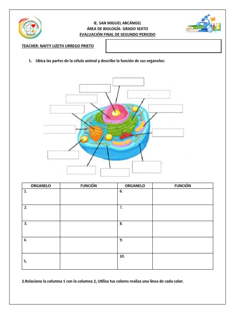Evaluacion Final Ii Periodo Sexto | PDF | Biología Celular) | Tejido ...
