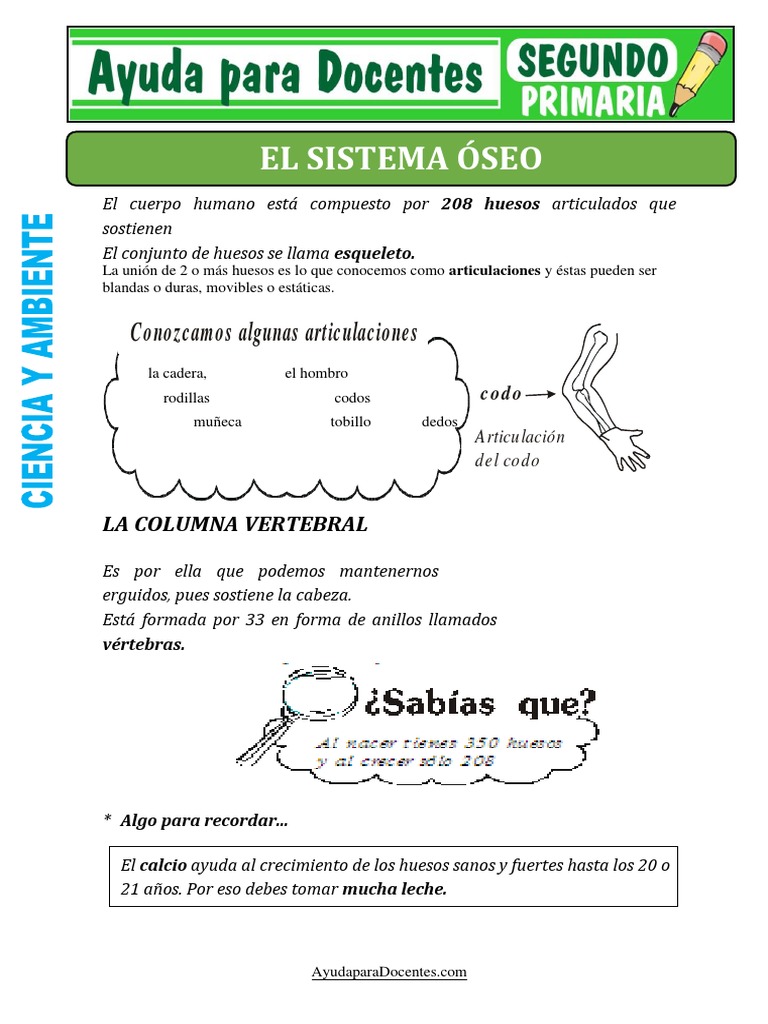 Fichas De El Sistema Oseo Para Segundo De Primaria Pdf Esqueleto