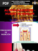 Proceso Alveolar | PDF | Hueso | Anatomía