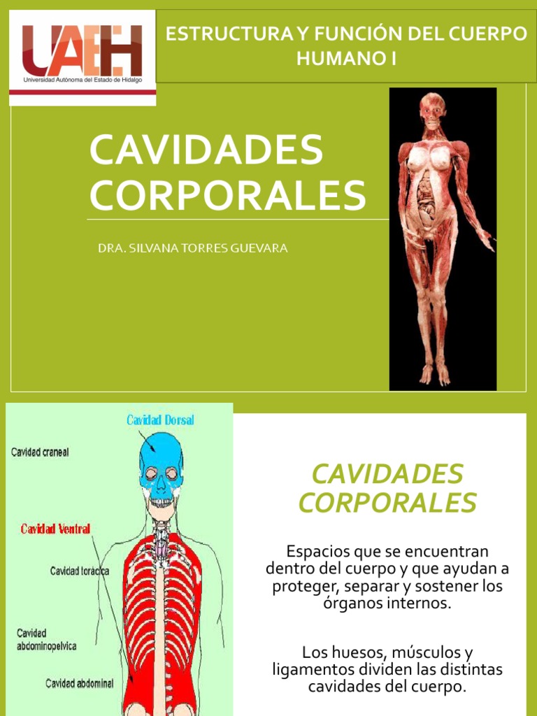 Cavidades Corporales y Sus Funciones | PDF | Pelvis | Abdomen