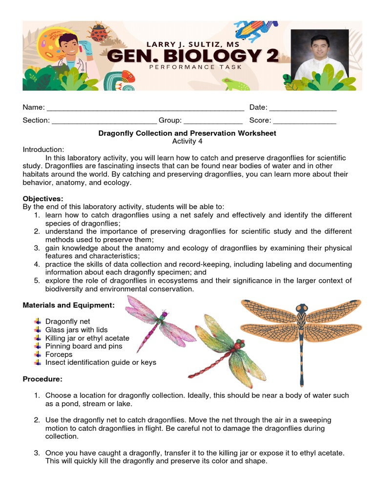 Activity 4 Dragonflies | PDF | Dragonfly | Information