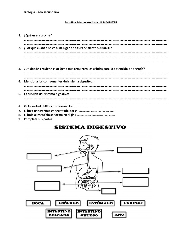 Practica 2do Secundaria | PDF | Sistema urinario | Sistema respiratorio