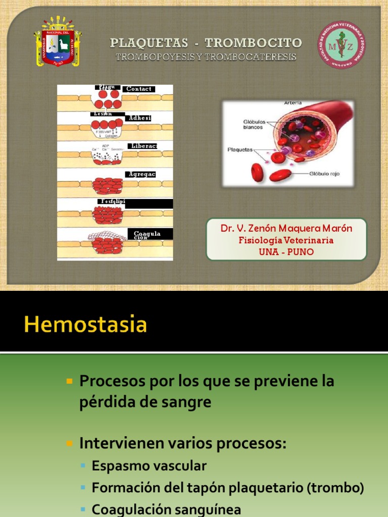 Tema 5 Plaquetas | PDF | Hemostasia | Plaqueta