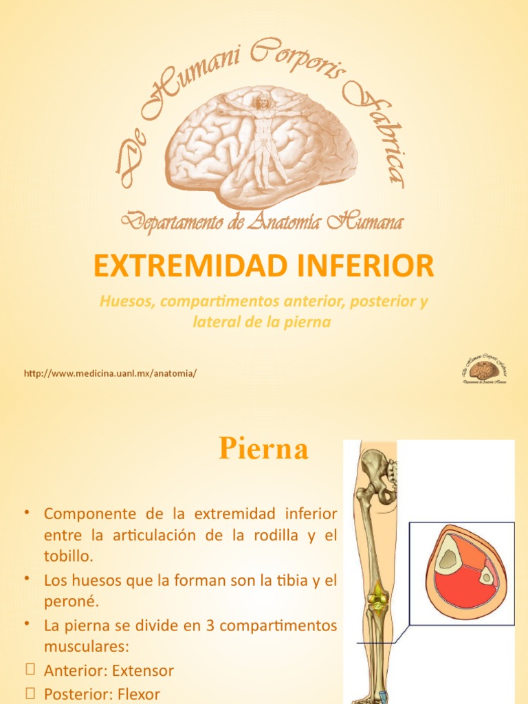 Extremidad Inferior 2 | PDF | Pie | Sistema musculoesquelético
