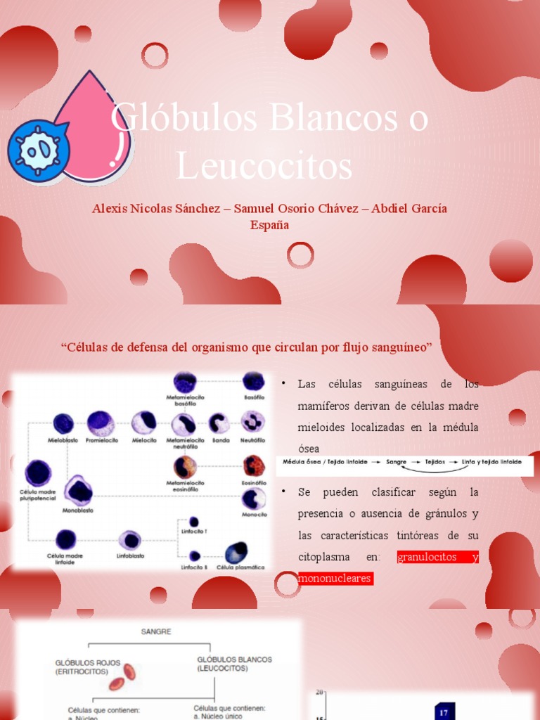 Celulas Blancas | PDF | Leucocito | Sistema inmune