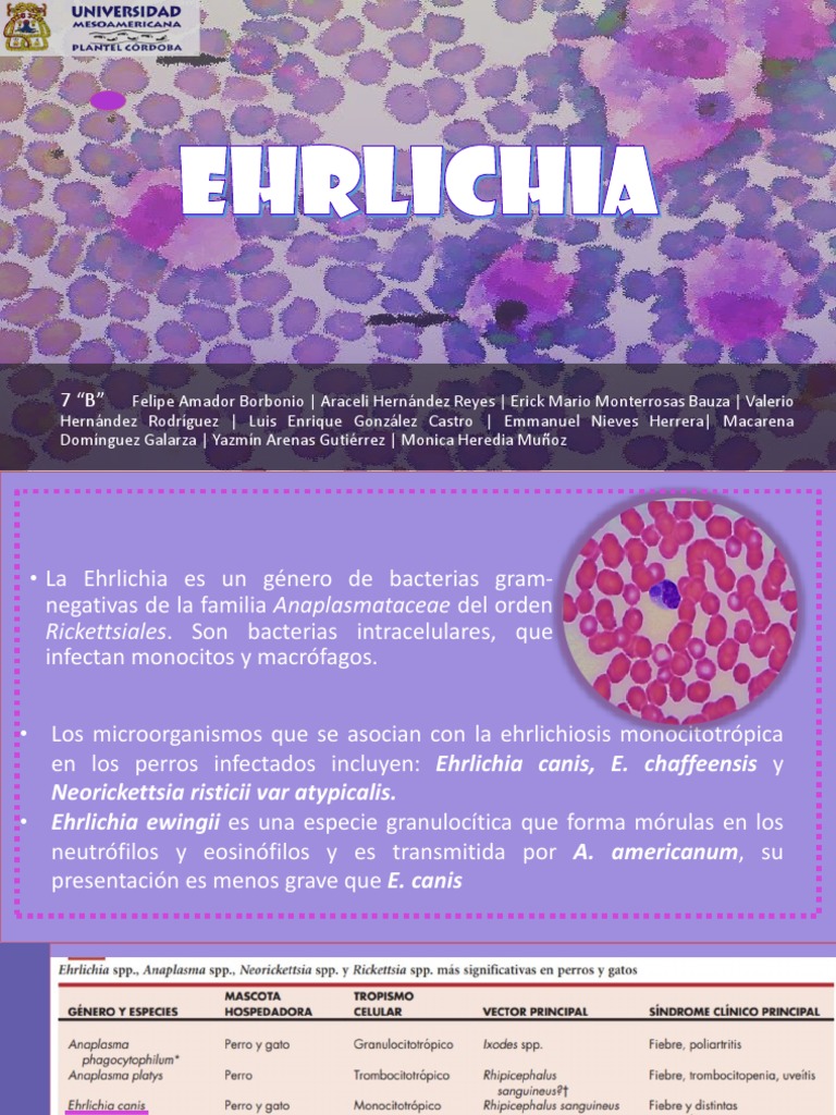 EHRLICHIA | PDF | Sistema inmune | Sangre