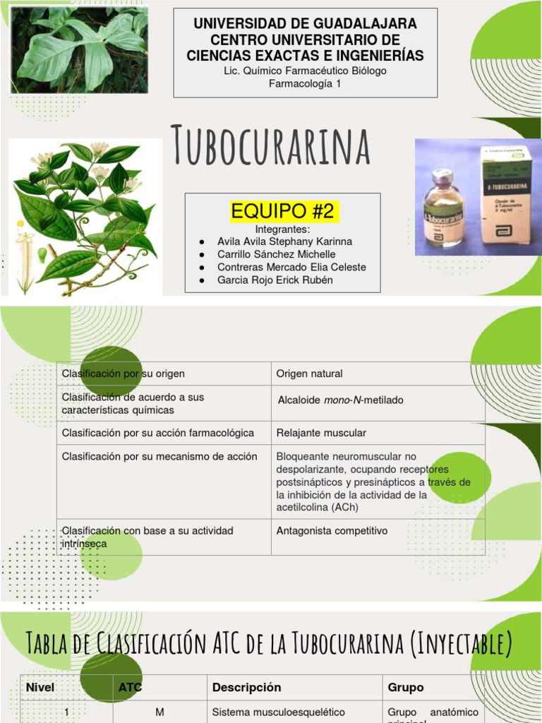 Tubocurarinaa | PDF | Unión neuromuscular | Fisiología