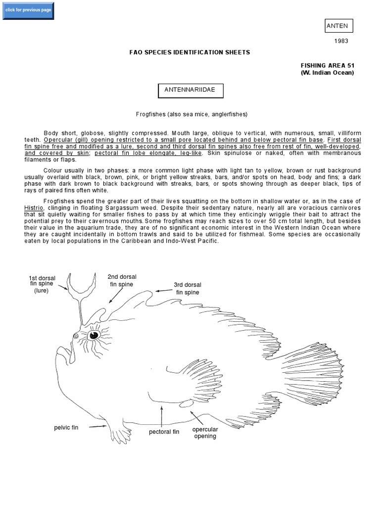 Fao Species Identification Sheets Fishing Area 51 (W. Indian Ocean) | PDF
