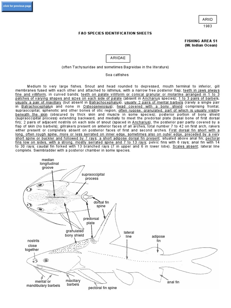 Fao Species Identification Sheets Fishing Area 51 (W. Indian Ocean ...
