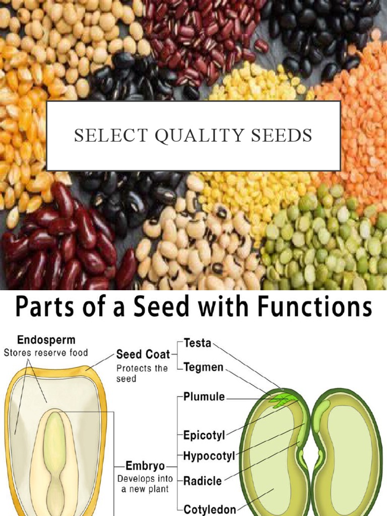 Select Quality Seeds | PDF | Seed | Germination