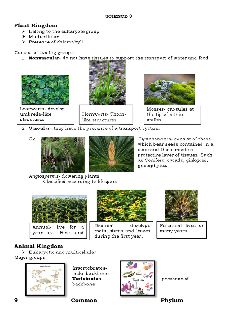 Science 8 Activity Sheets | PDF | Invertebrate | Taxa