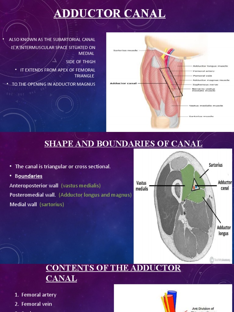 Adductor Canal | PDF