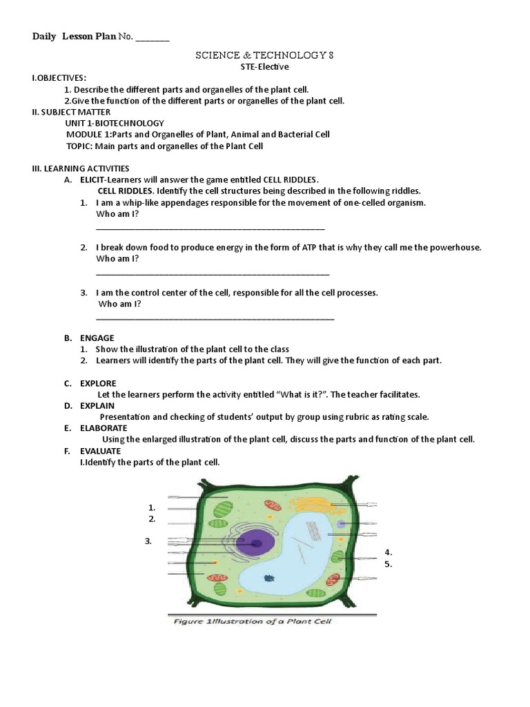 Daily Lesson Plan | PDF | Cell (Biology) | Organelle