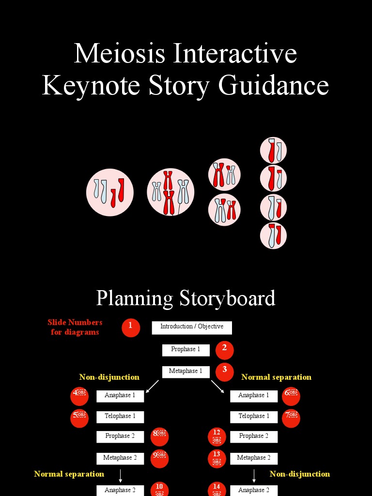 3.3 Meiosis Interactive Story - Guidance | PDF | Meiosis | Cell Biology