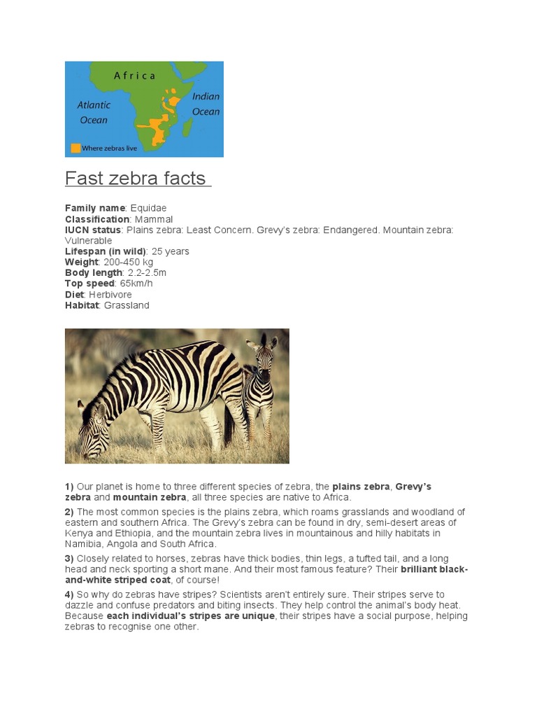 Fast Zebra Facts | PDF | Zebra | Mammals Of Africa