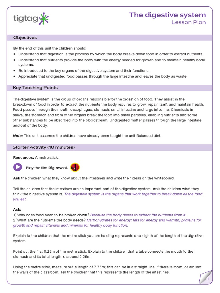 38518-Lesson Plan The Digestive System | PDF | Digestion ...
