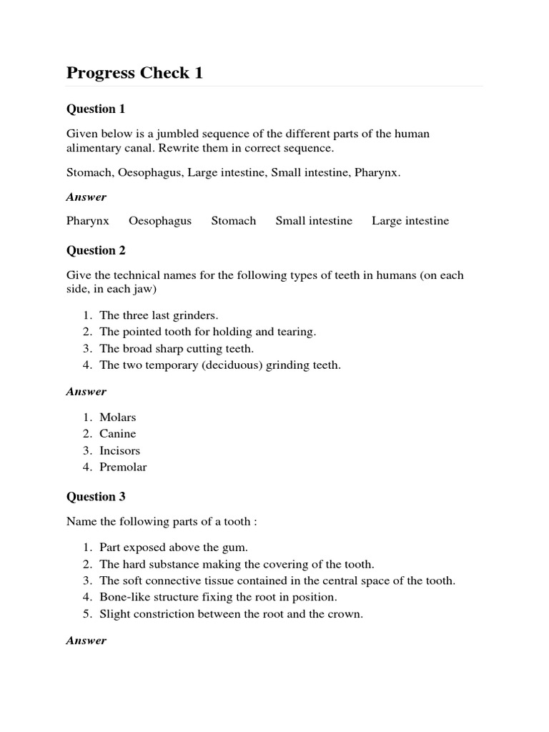 Digestive System | PDF | Digestion | Tooth