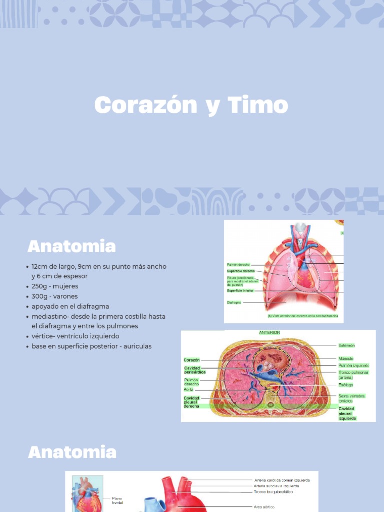 Corazón y Timo (1) | PDF | Linfocitos | Célula T