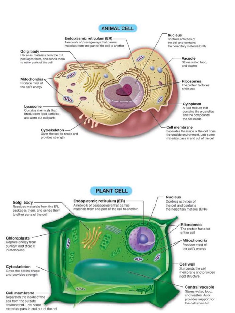 Animal Cell & Plant Cell | PDF