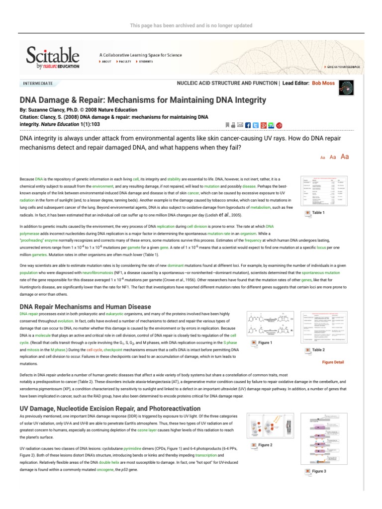 DNA Repair Mechanisms and Integrity | PDF | Dna Repair | Gene