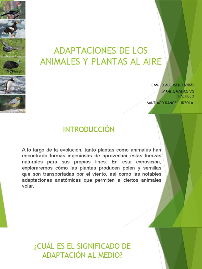 Presentacion Adaptaciones de Los Animales y Plantas Al Aire | PDF ...