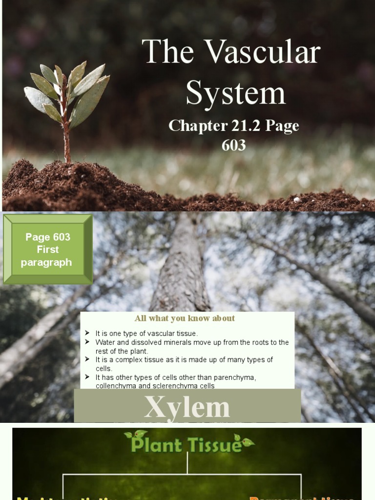CH 21.2 The Vascular System Edited | PDF | Botany | Histology