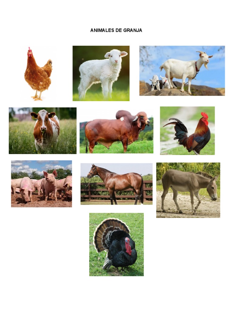 Animales de Granja | PDF