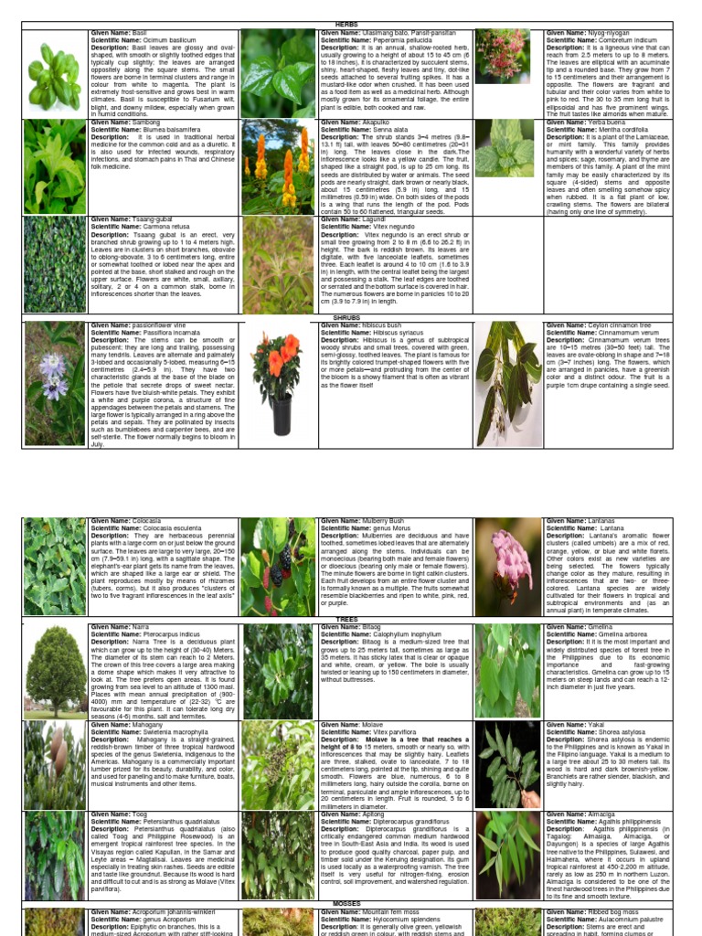 List of Plants | Download Free PDF | Flowers | Leaf