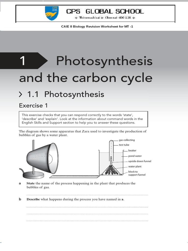 Igcse Biology Worksheets Photosynthesis