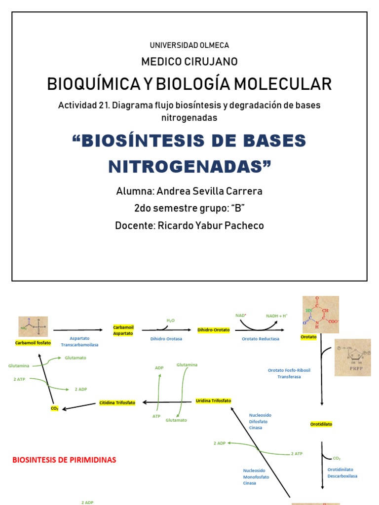 Actividad 21. Diagrama Flujo Biosíntesis de Bases Nitrogenadas | PDF ...