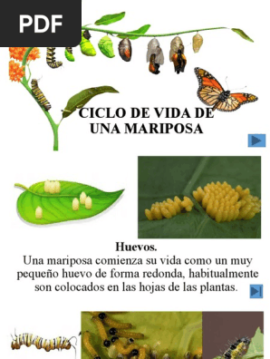 Hoja De Trabajo Sobre El Ciclo De Vida De Una Mariposa No Solo La