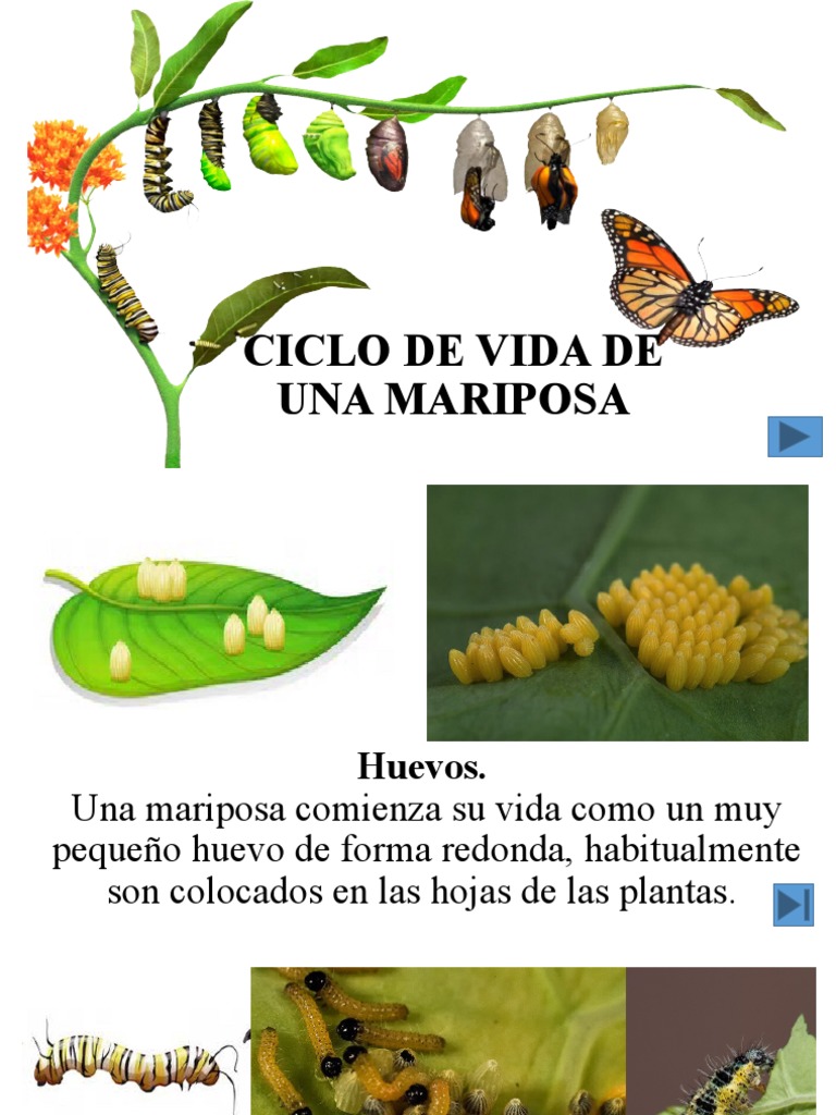 Ciclo de Vida de Una Mariposa | PDF