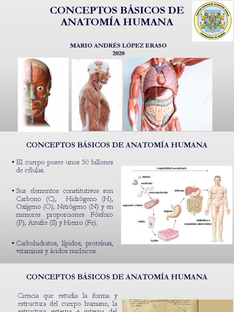 Conceptos Básicos de Anatomía Humana | PDF | Anatomía | Cuerpo humano
