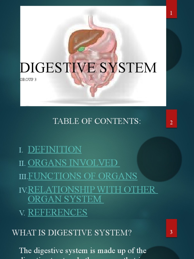 Digestive System | PDF | Human Digestive System | Small Intestine