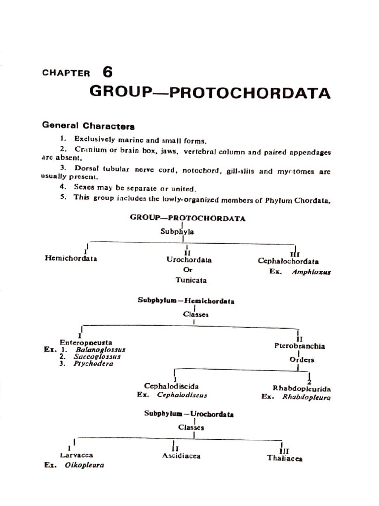 Protochordata | PDF | Chordates | Anatomy