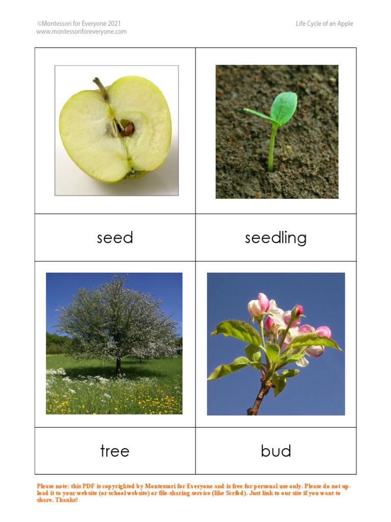 Life Cycle of An Apple | PDF | Organisms | Fruit
