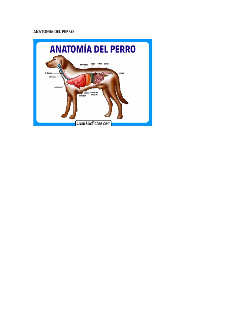 ANATOMIA Partes Del Perro | PDF