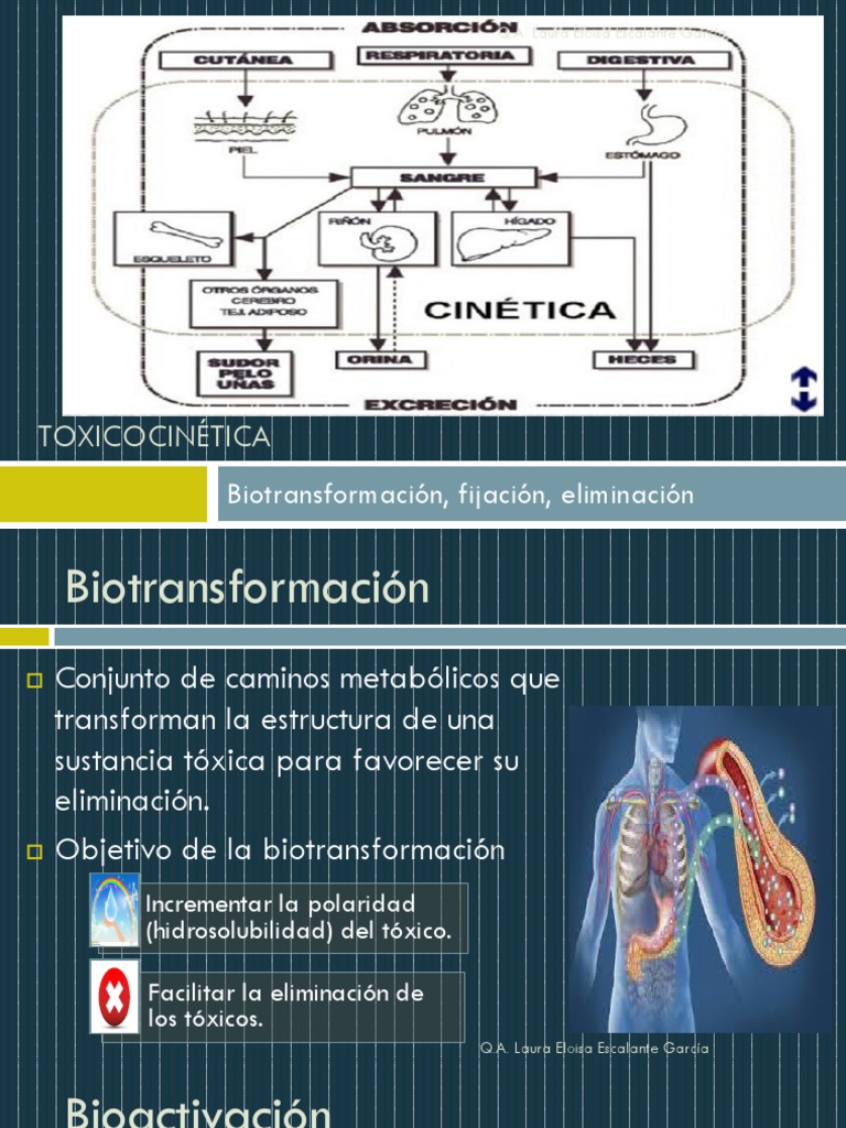 Toxicocinética: Biotransformación y Eliminación | PDF ...