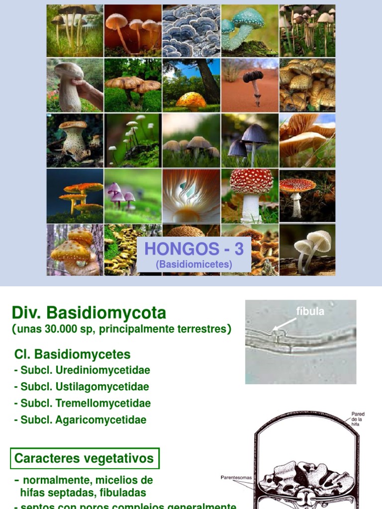 8 - HONGOS 3 - (Basidiomicetes) | PDF | Organismos | Hongo