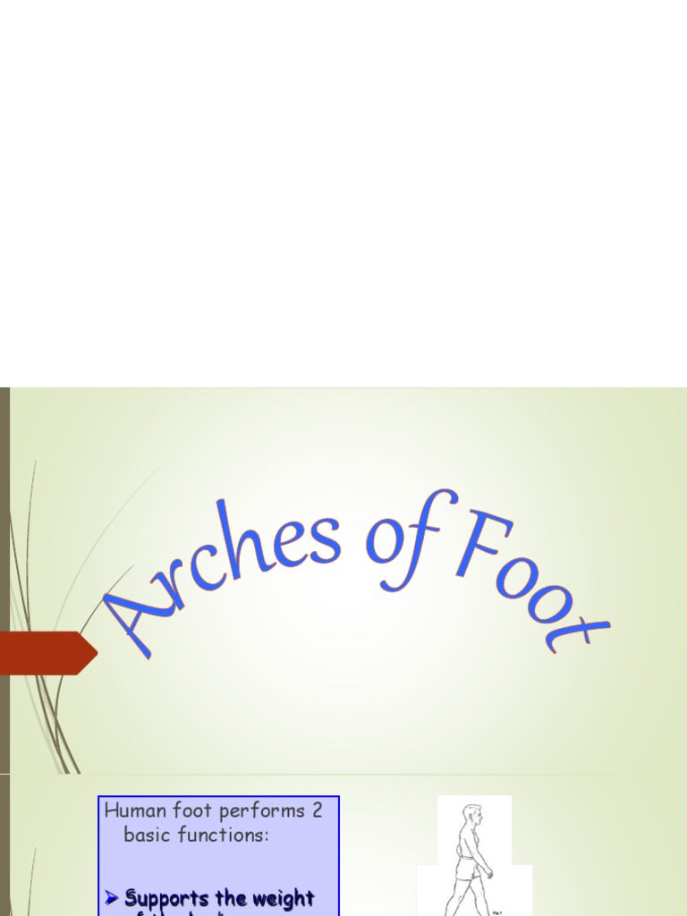 Arches of Foot | PDF | Foot | Toe