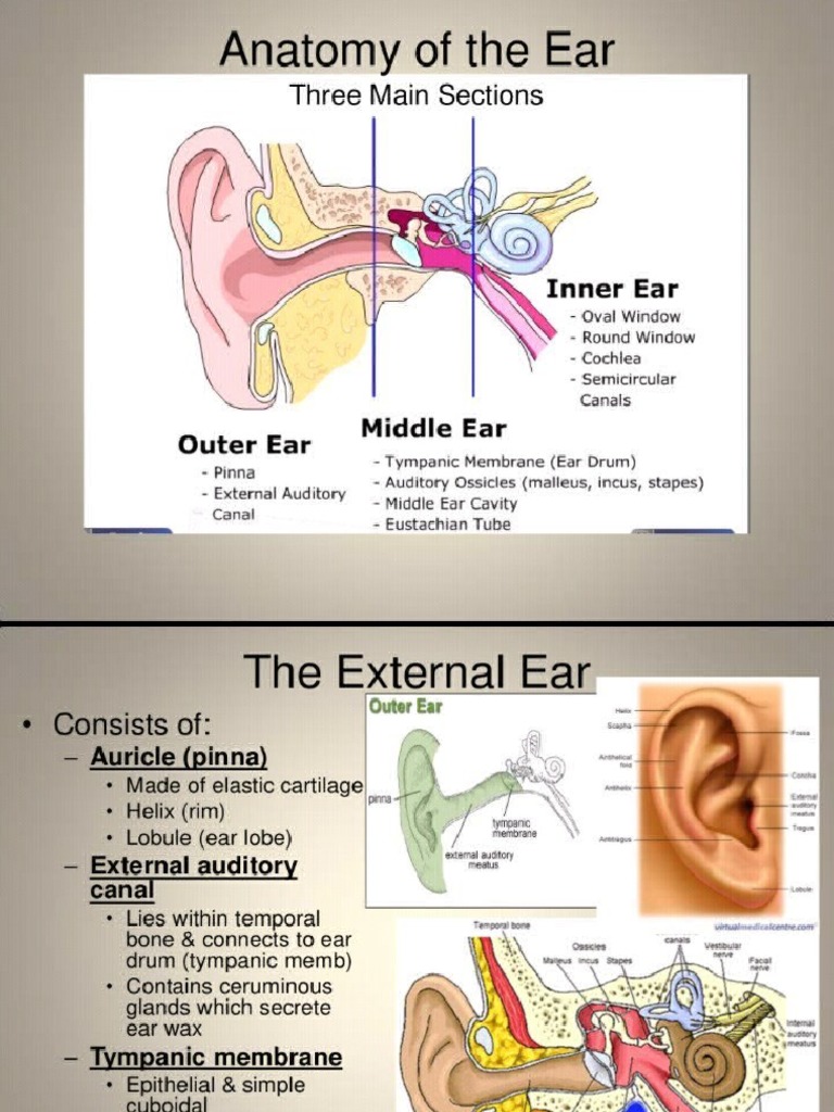 ANATOMY OF EAR | PDF