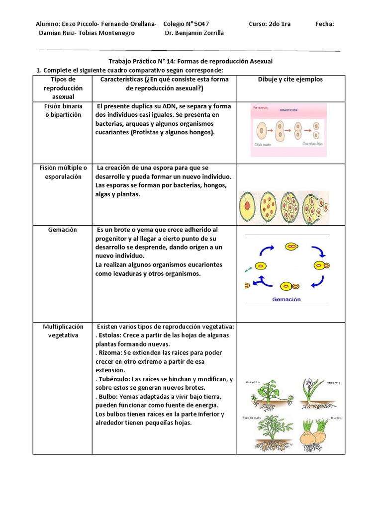 Desarrollo embrionario en animales | PDF | Embrión | Reproducción