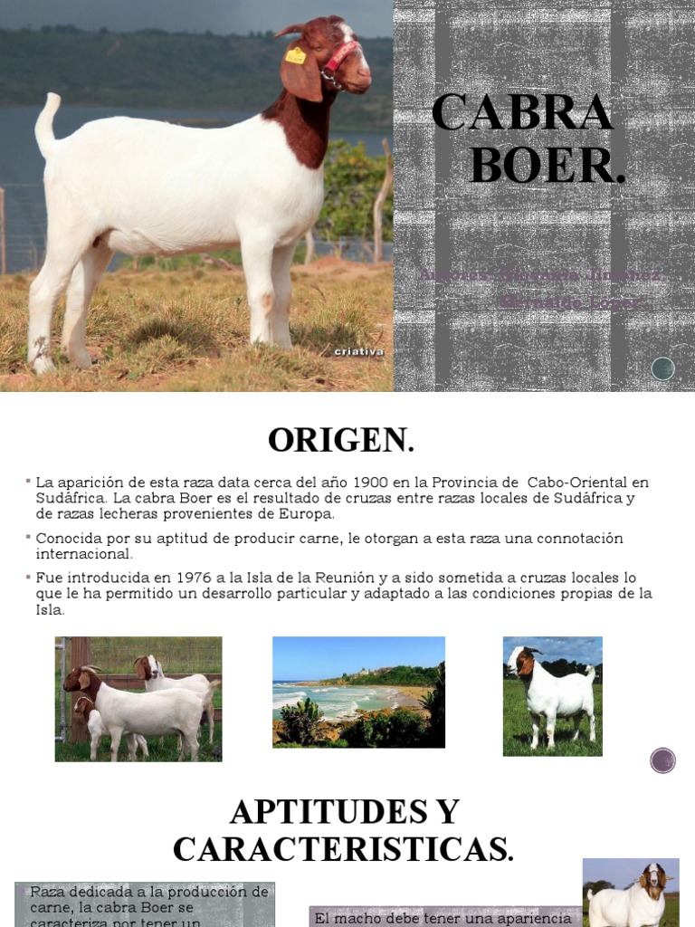 Cabra Boer | PDF