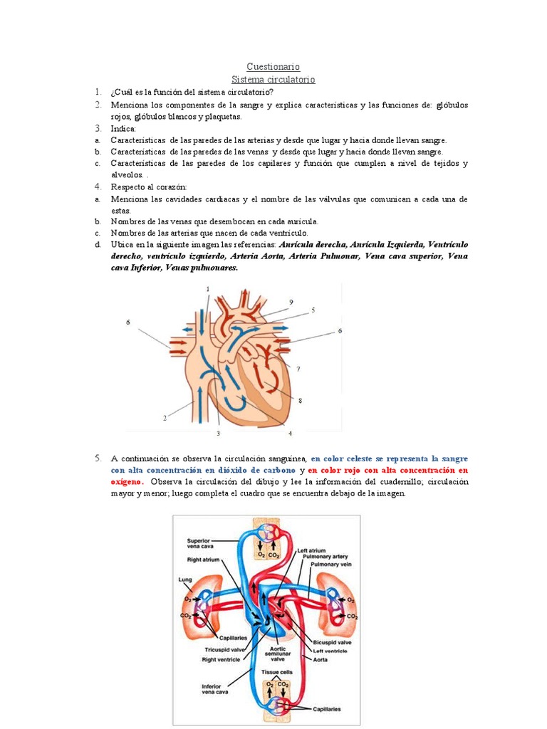 Sistema Circulatorio 2d Pdf