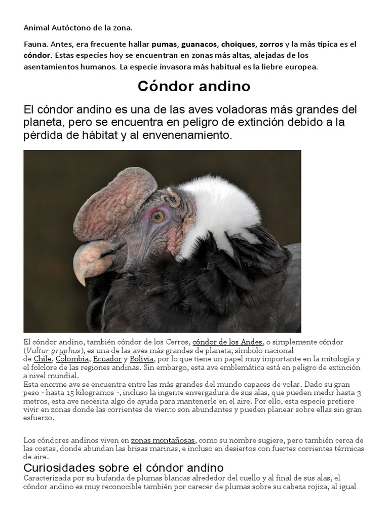 Condor | PDF | Aves | Ornitología