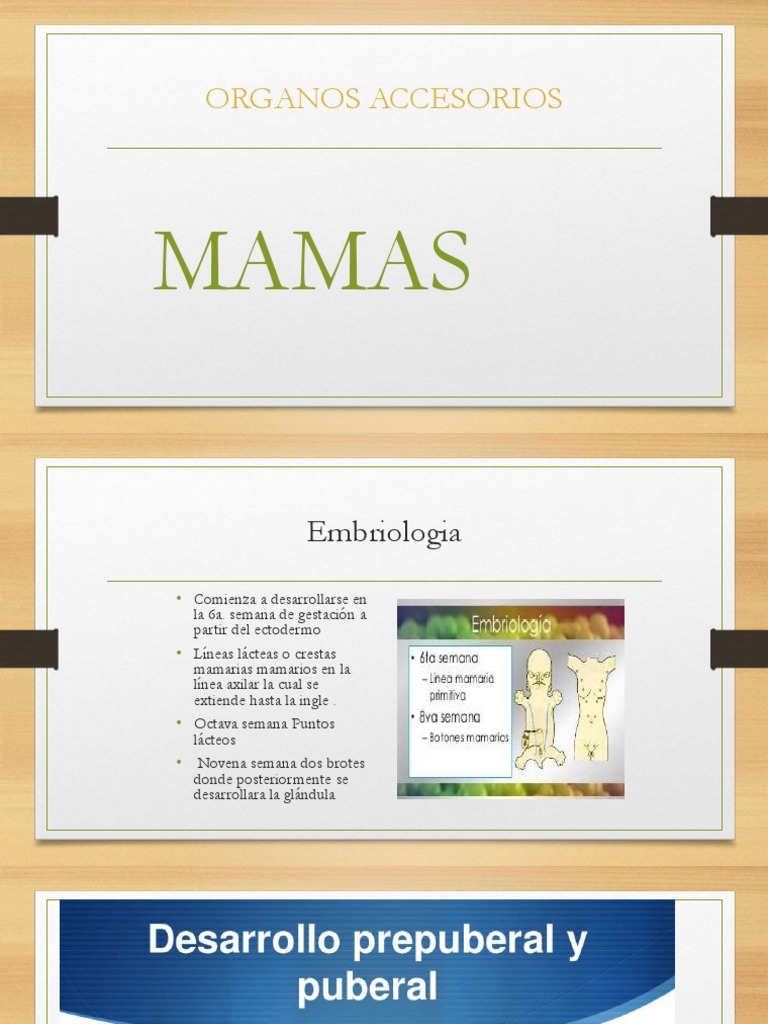 2 Anatomia de Las Mamas | PDF