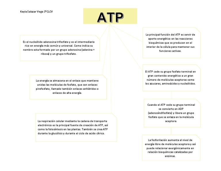 Mapa conceptual de ATP | PDF | Trifosfato de adenosina | Biotecnología