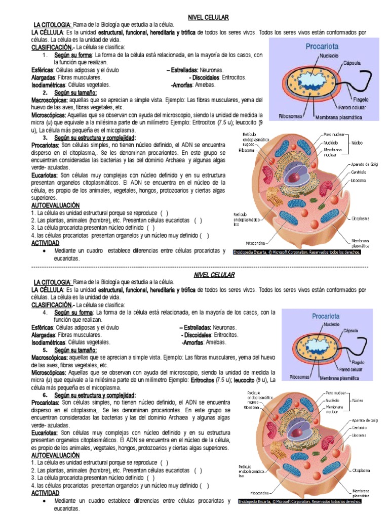 NIVEL CELULAR y Tipos de Celulas | PDF | Biología Celular) | Plantas
