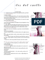 Músculos de La Nuca | PDF | Sistema musculoesquelético | Anatomía humana