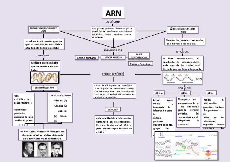 Mapa Conceptual Del ARN 3 | PDF | Rna | Adn